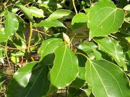 Plantas Medicinales: Alcanforero (Cinnamomum camphora)