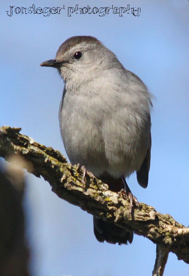 Northern Illinois Birder: Gray Catbird; Late April Migration to ...
