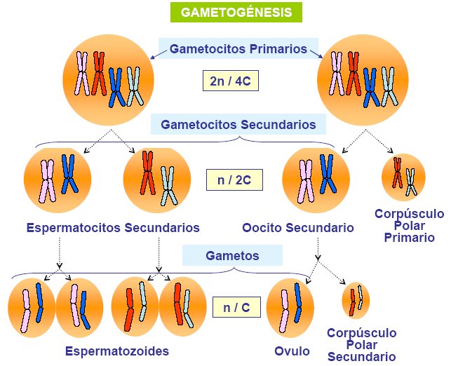 Querer Aprender Medicina: Gametogénesis