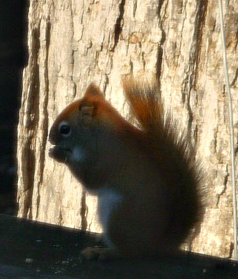 Never Enough Time: Fairy Diddles and Inauguration Day