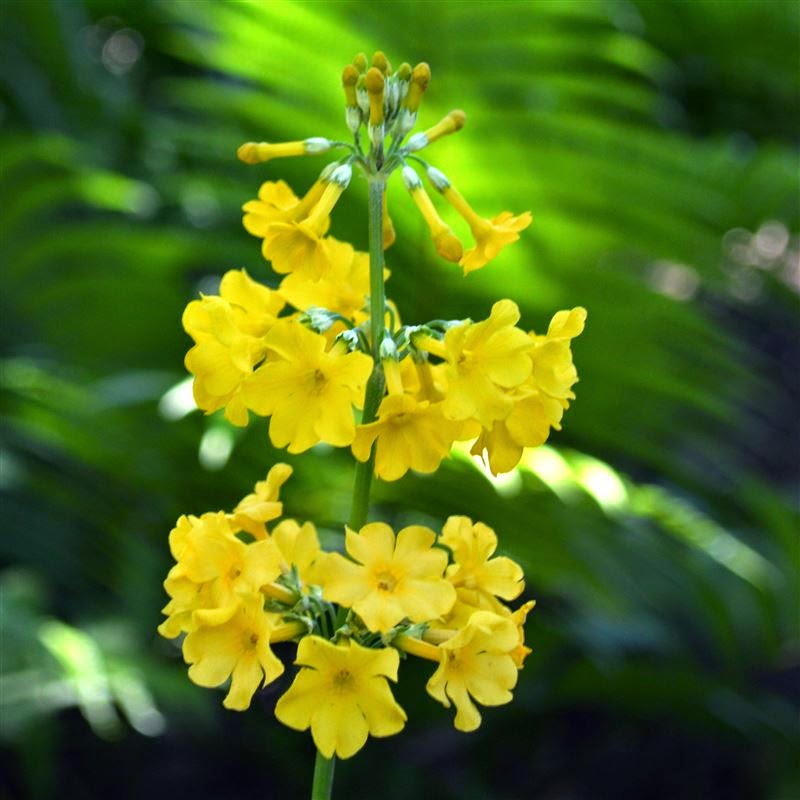 Capadia Designs: A few photos to share