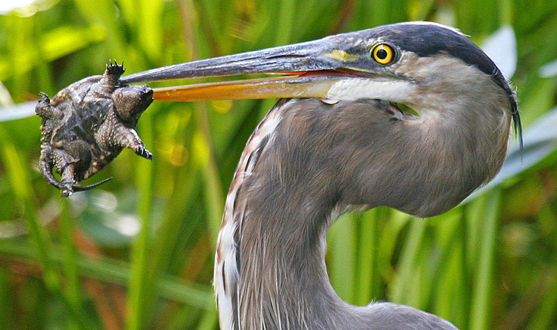 Vancouver Island Big Trees: Forest Creatures: Great Blue Herons