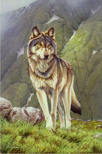 White Wolf : Eric Wilson - Wonderful British wildlife artist
