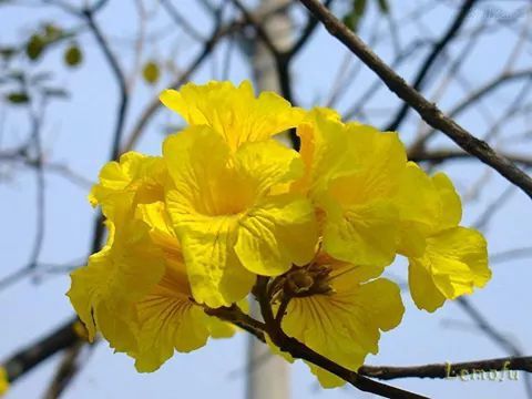 Flores nacionales : FLOR NACIONAL DE BRASIL
