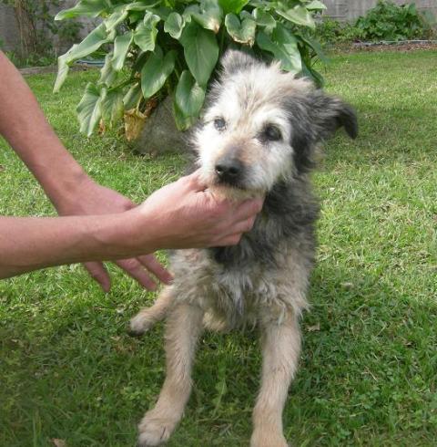 Adoptándonos: César, adorable perro barbincho tamaño chico en adopción ...