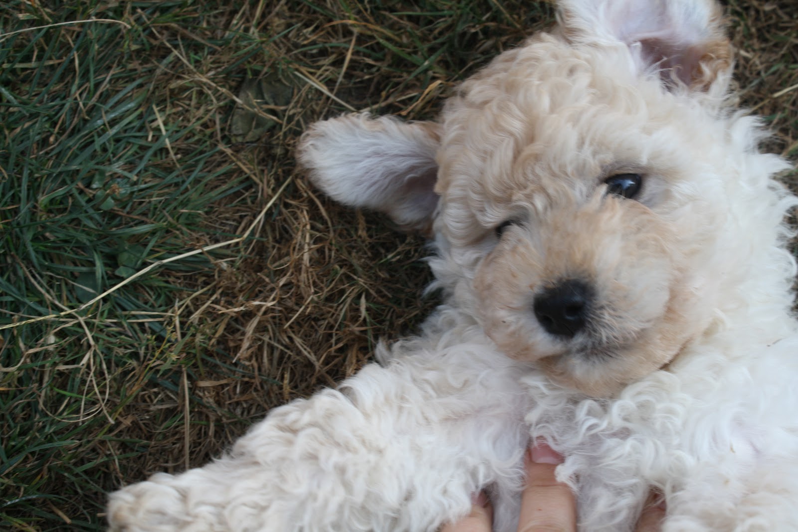 Daisey's Doodles LLC: Flb Miniature Goldendoodles at 8 Weeks Old!