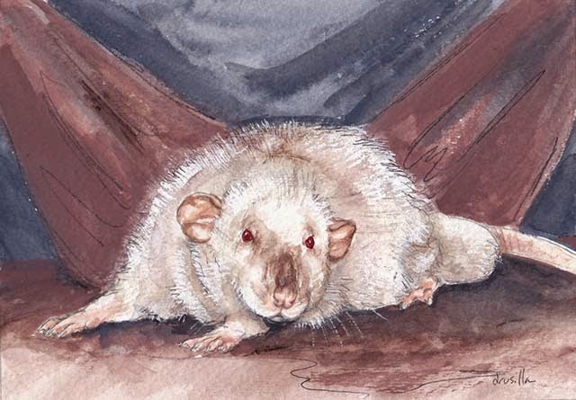 The Art of The Illustrated Rat: Coco