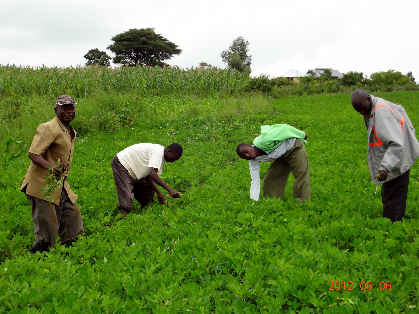 NDHIWA MAARIFA CENTRE: Groundnut Production and Technology
