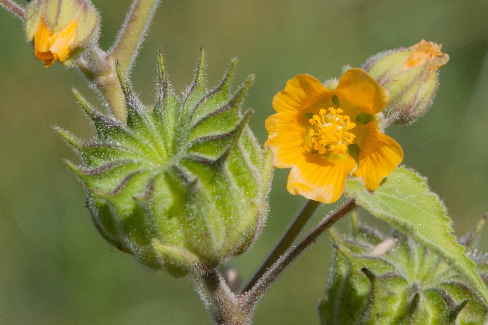Champlain Islands' Nature: Velvet Leaf
