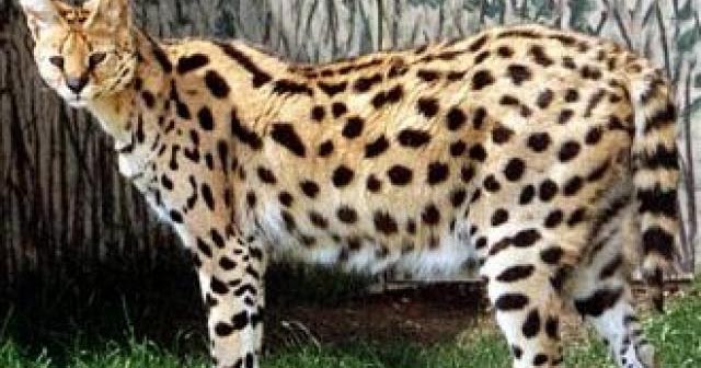 Animales Hibridos: Pumapardo