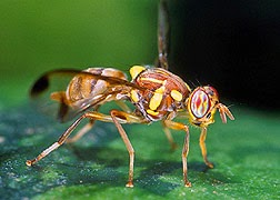PENGENDALI HAMA TERPADU: Lalat buah (Dacus cucurbitae Coq.)