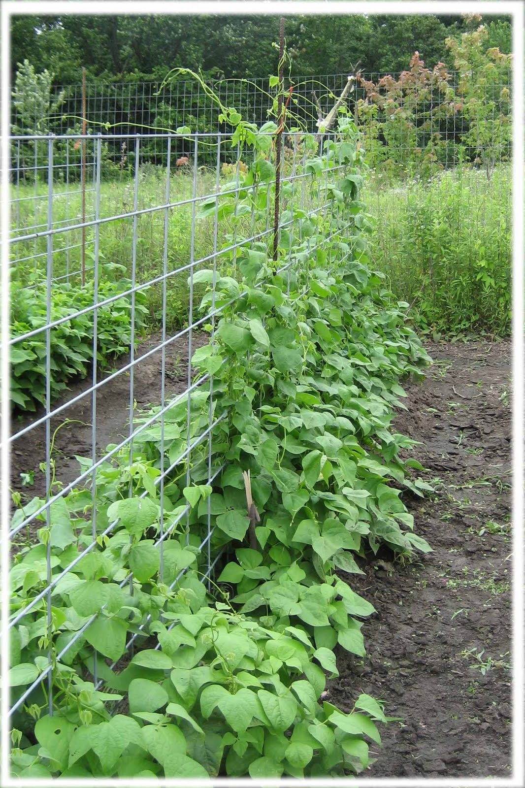 Butterfly Hill Farm: Bean Twist