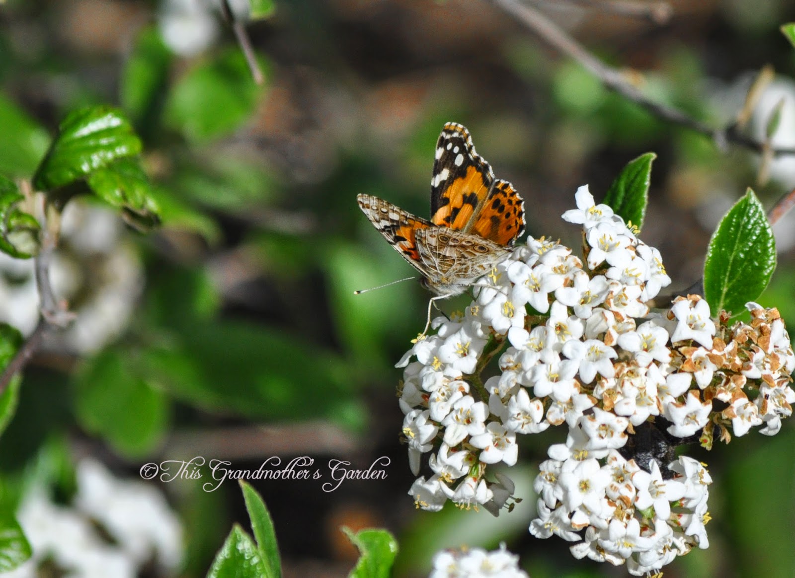 This Grandmother's Garden: Painted Ladies Migration