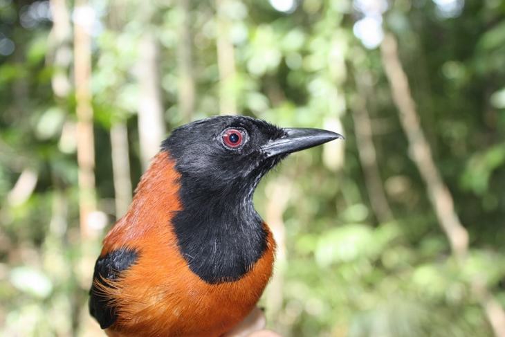 Hooded Pitohui