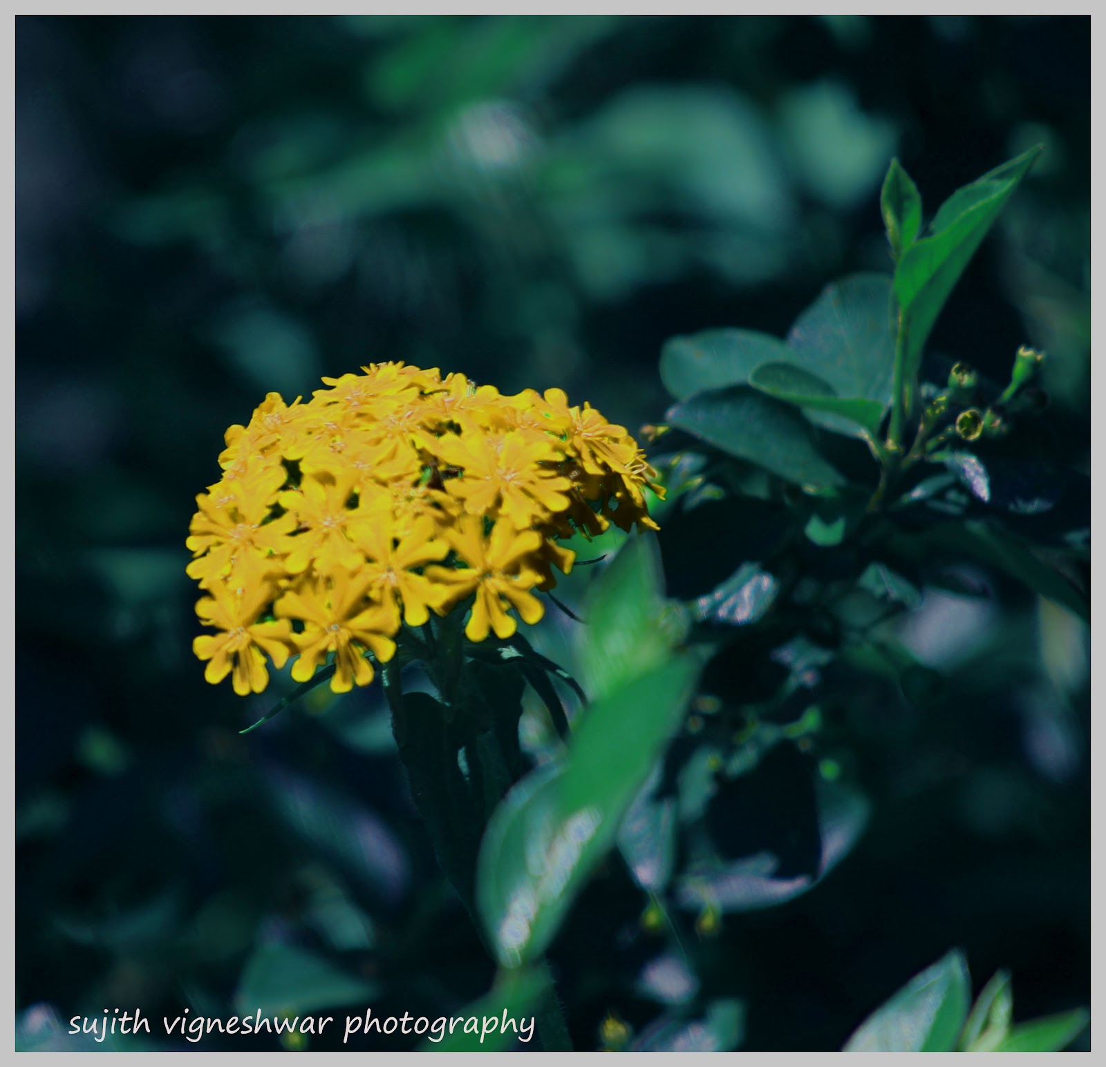 sujith vigneshwar photography