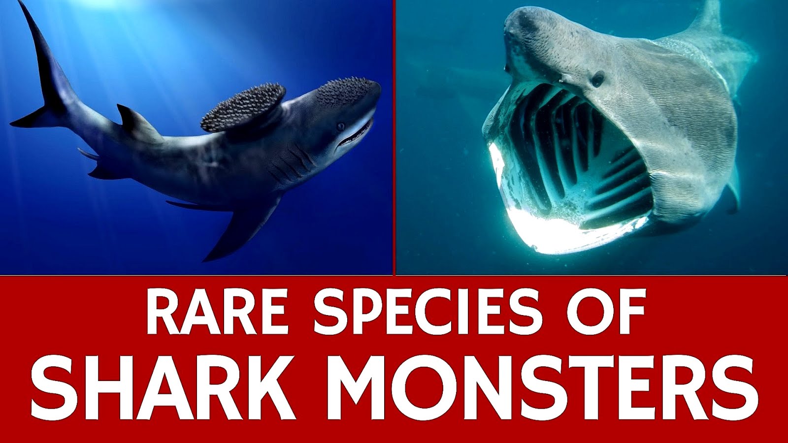 How Many Shark Species Are Endangered Danger Choices how-many-shark-species-are-endangered-danger-choices