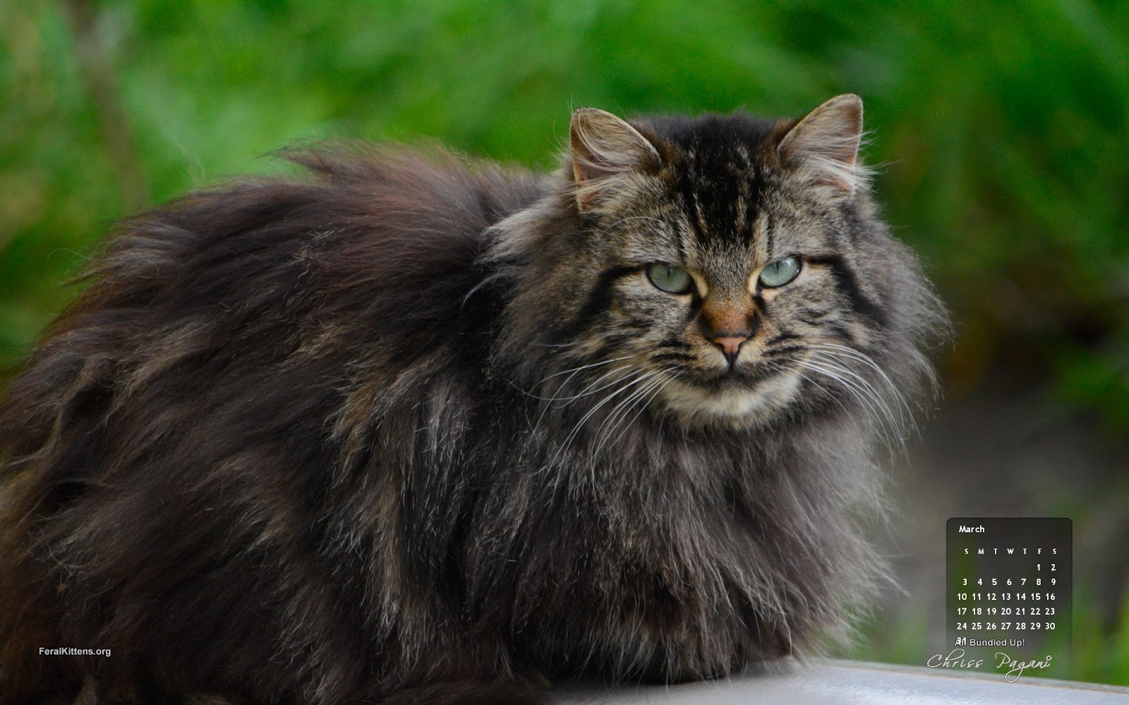 March Cat of the Month Wallpaper - All Bundled Up