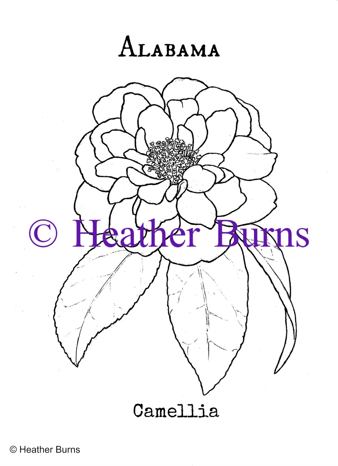 State Flower Coloring Book: Alabama State Flower: Camellia