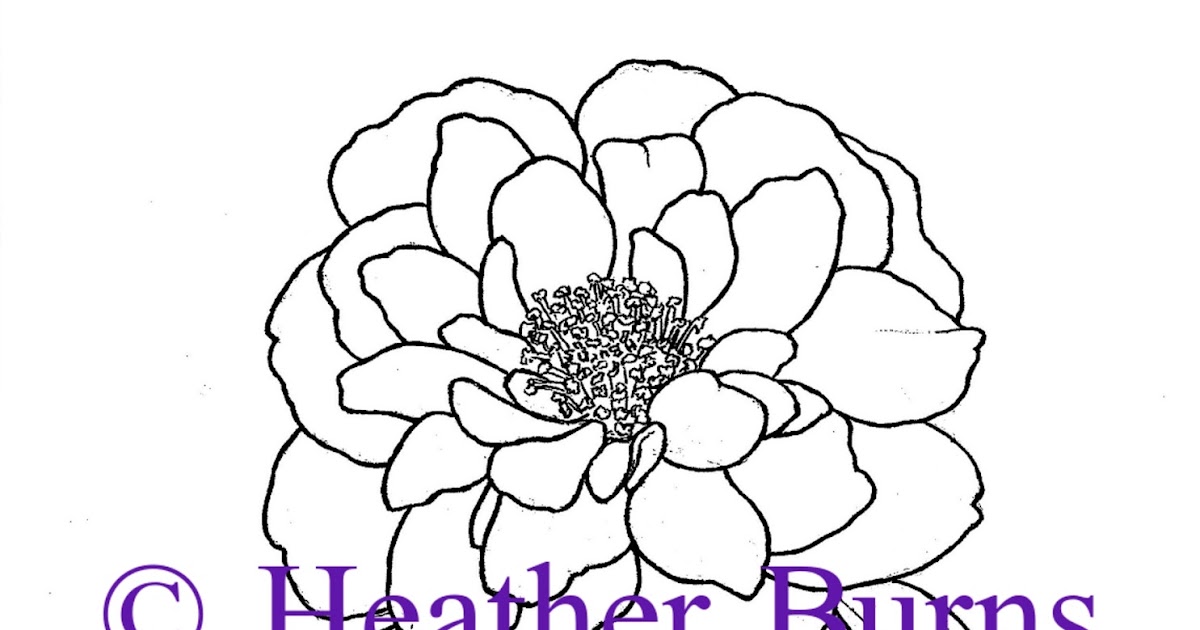 Alabama State Flower Coloring Page Coloring Pages