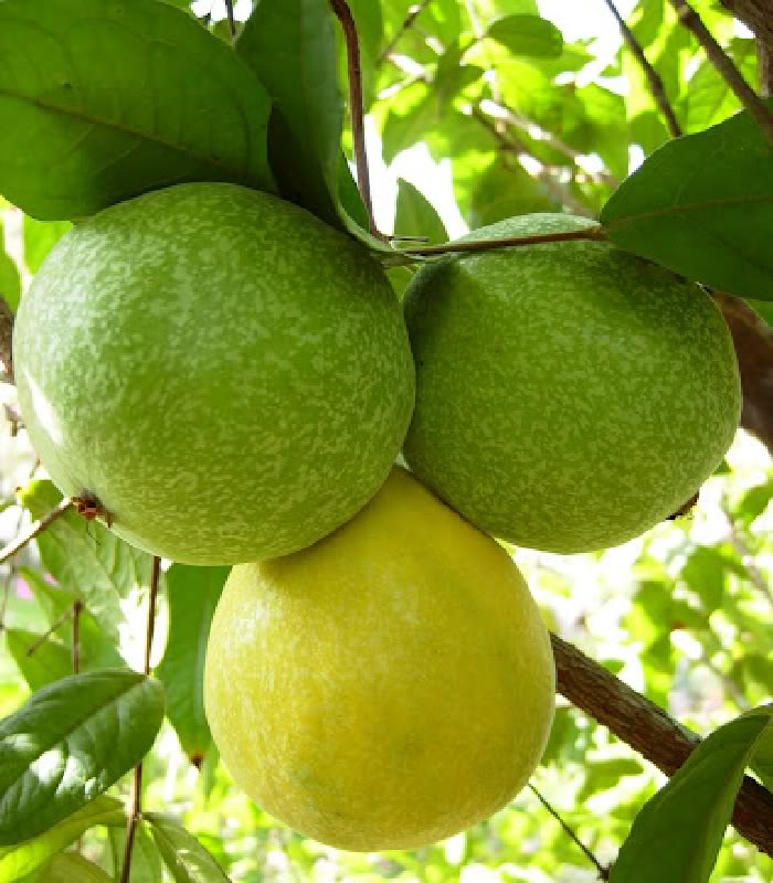 Fruit Benefits | Benefits of Eating Fruits : Benefits of Eating Araza