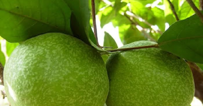 Fruit Benefits | Benefits of Eating Fruits : Benefits of Eating Araza