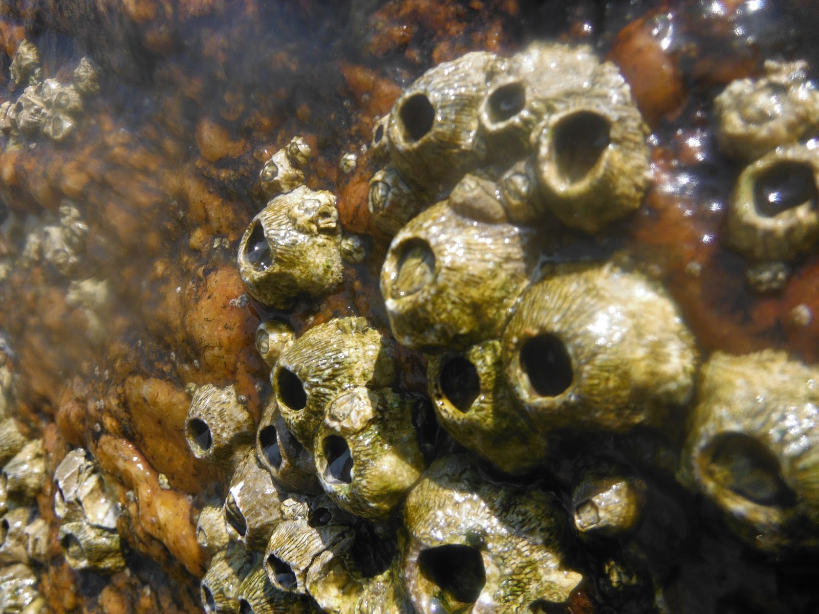 Descobrindo a Ilha Mãe