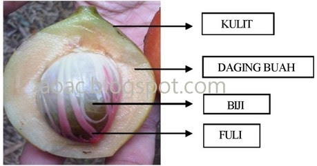 Buah Pala,Bagian-Bagian Buah Pala Serta Komposisi Daging Buah dan Biji ...