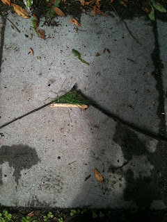 Outdoor Maths: Looking at different angles in nature | Creative STAR ...