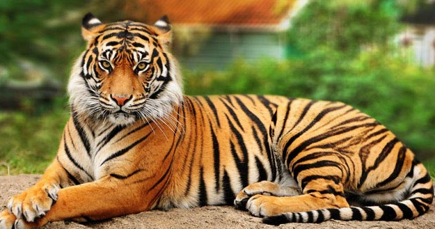 Ini 10 Fakta Menarik Tentang Si Raja Hutan, Harimau (Panthera Tigris ...