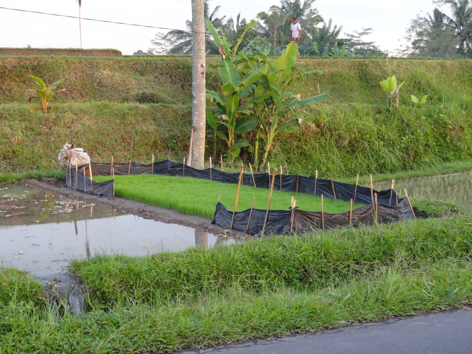 BALI HOLIDAY - RICE PADDY FIELDS... – GRB BELLS