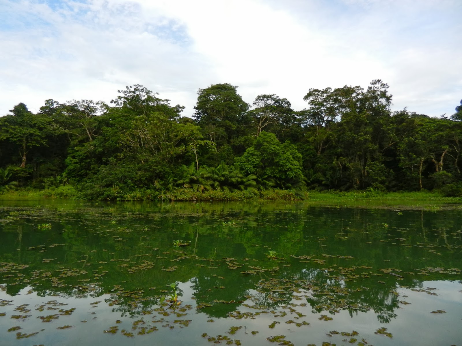 Experience Nature: Little-known Manatees of Panama