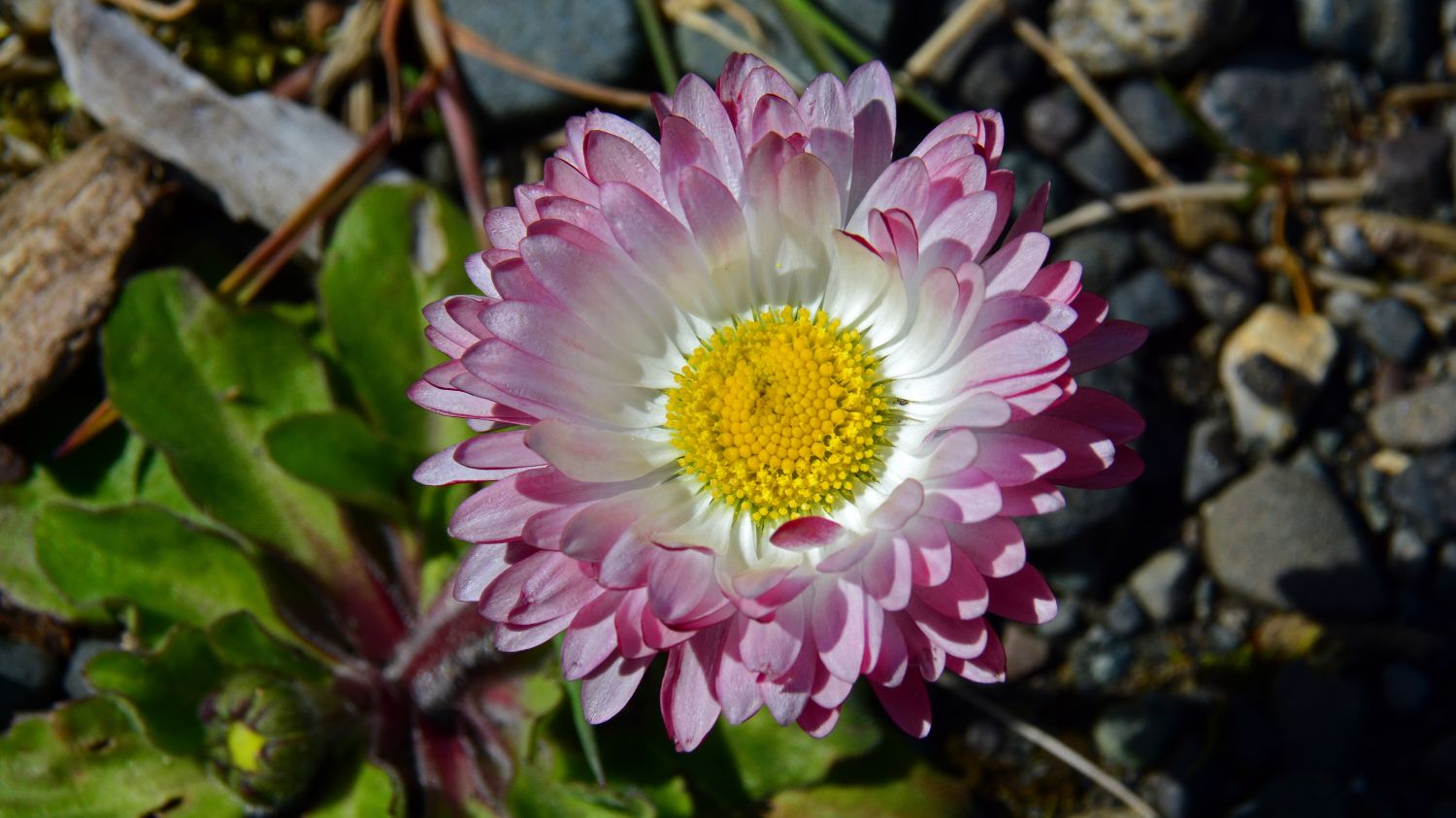 Shutterbugs Capturing the World Around Us: Random wildflowers