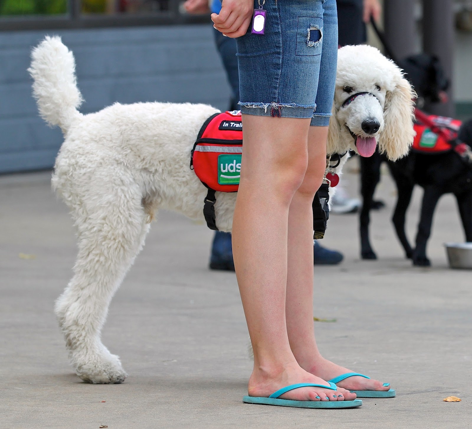 Yo Dog, 'Sup? – Columbia Spy