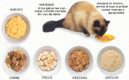 Todo sobre los gatos: Como hacer comida saludable casera para tu gato