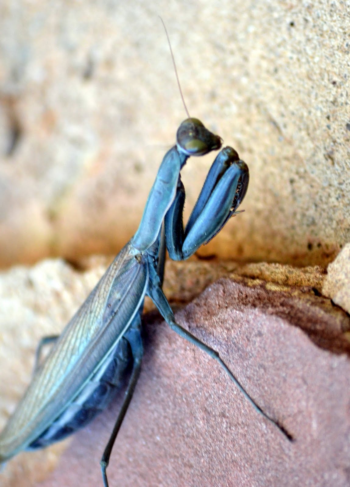 BIOMONCAYO: Mantis religiosa (Hembra)