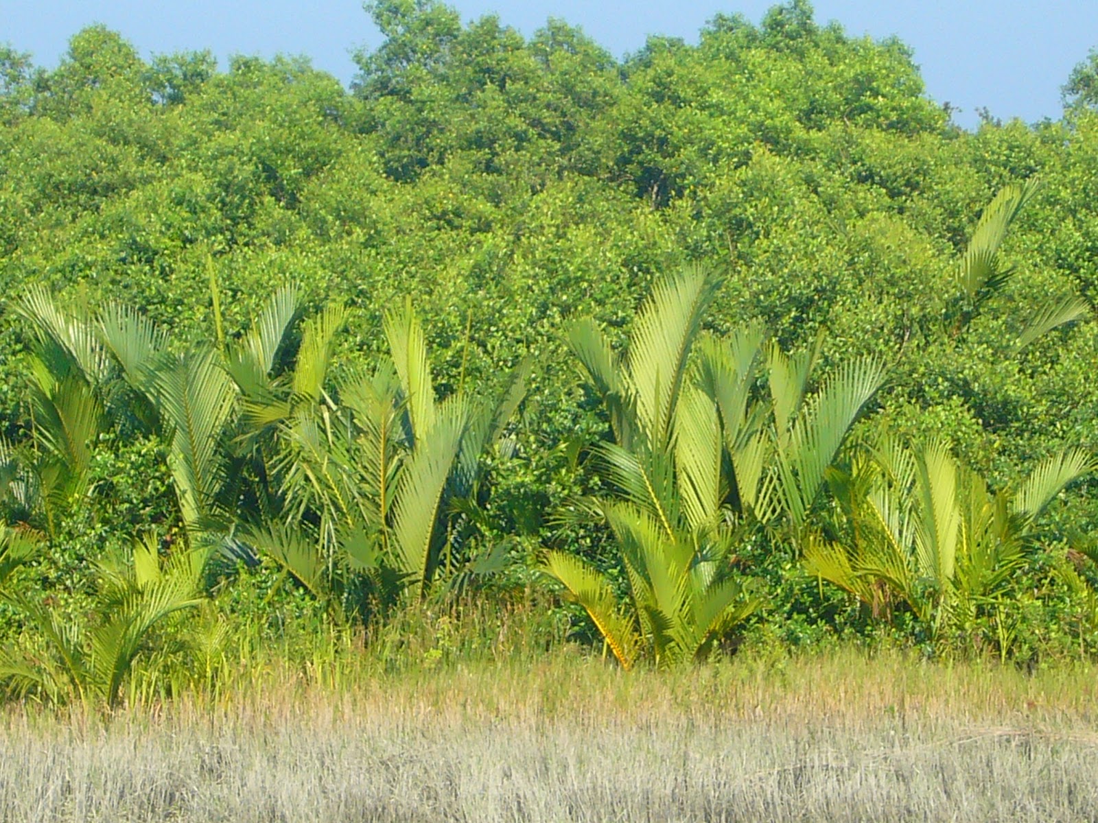 DREAM RAIN BANGLADESH: SUNDORBON PICTURE