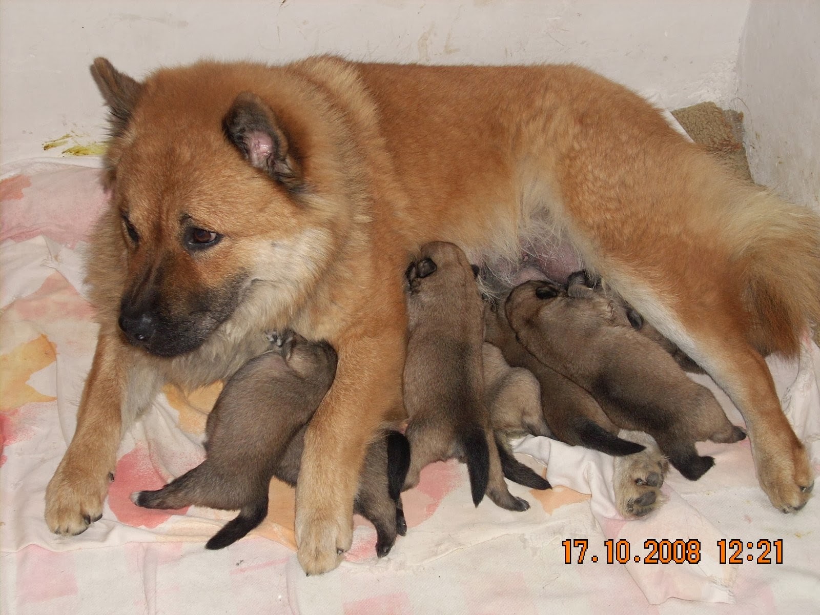 Razas de Perros: Chow chow