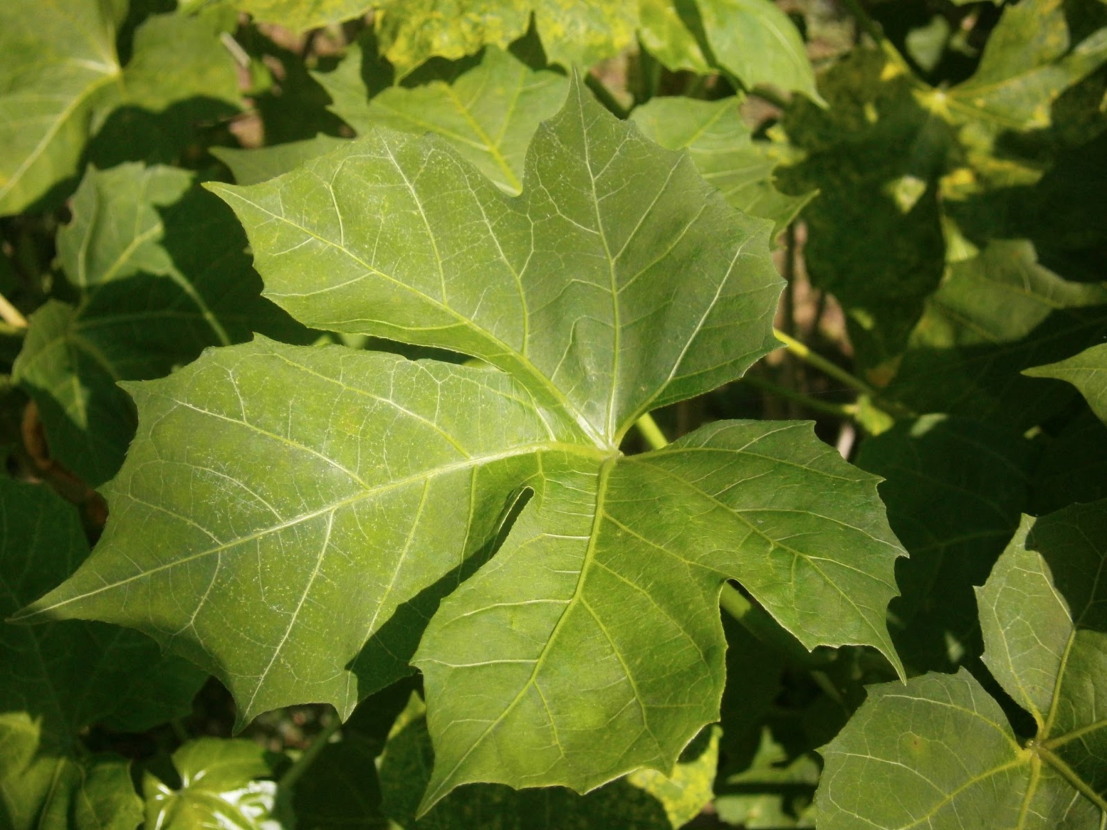 Gil's Kitchen: Chaya-Frittata mit Bacon