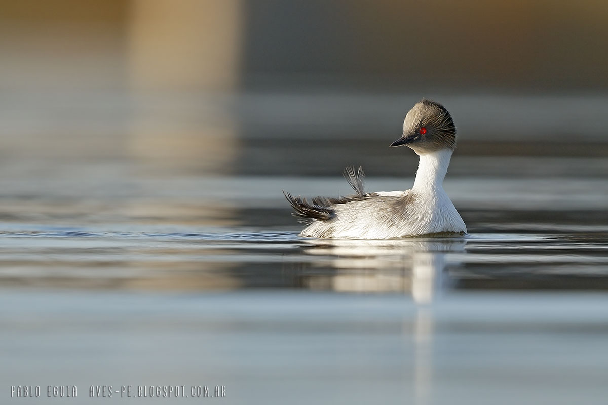 mis fotos de aves: Podiceps occipitalis Macá Plateado Southern Silvery ...