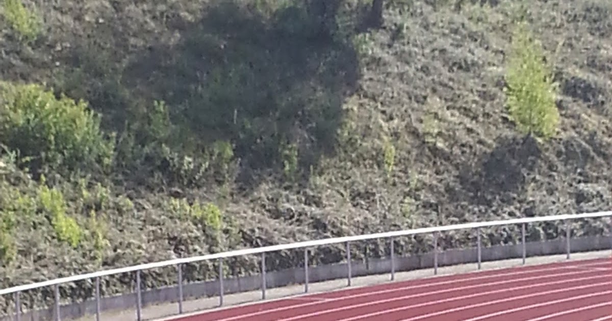 AKTIV-TRAINING: Middle-Distance-Running