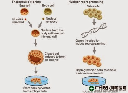 FATMA ZAHRA (fzahra): Biologi Sel "SEL PUNCA"
