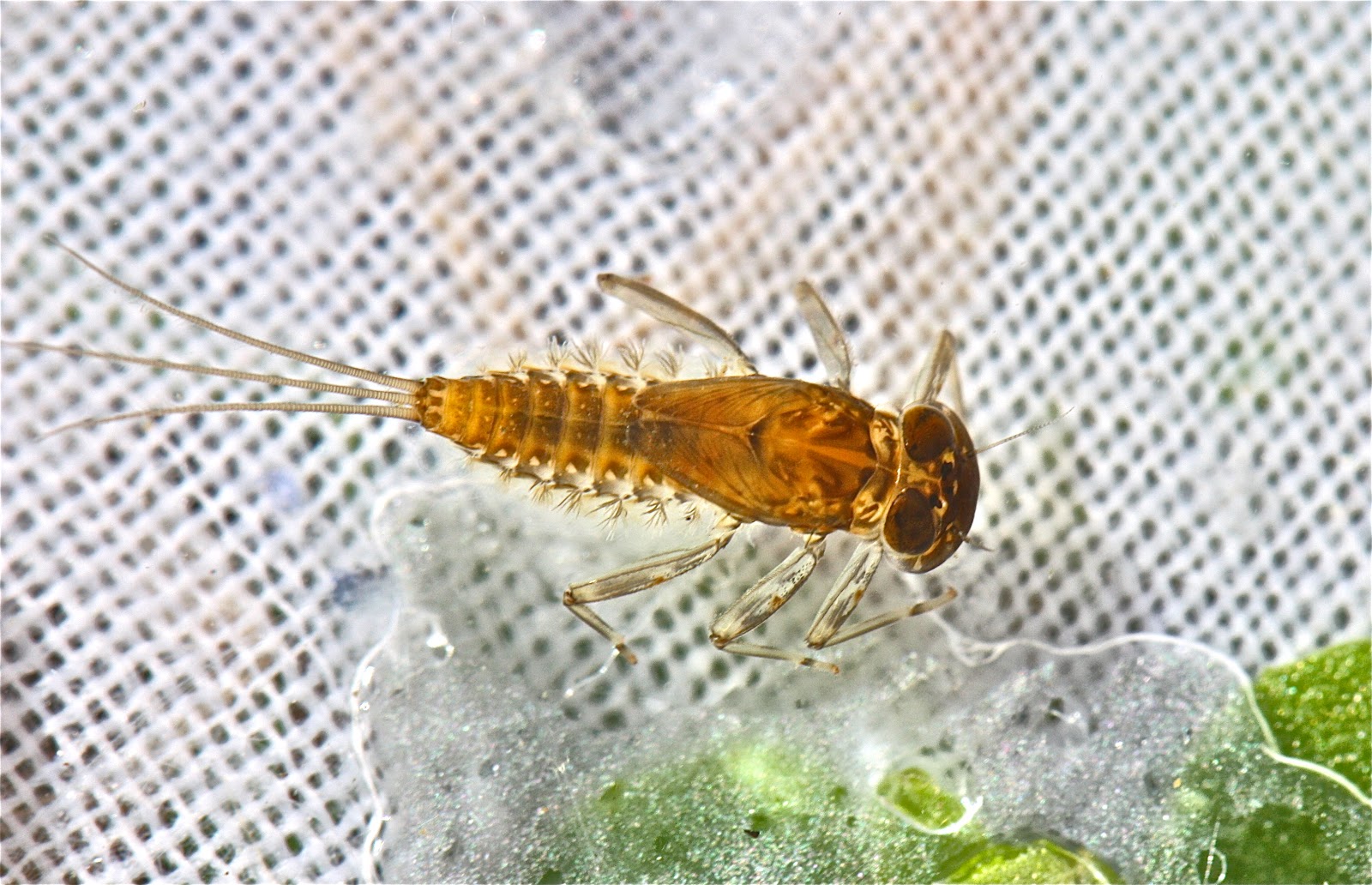 Aquatic Insects of Central Virginia: Rhithrogena Flatheaded Mayflies ...
