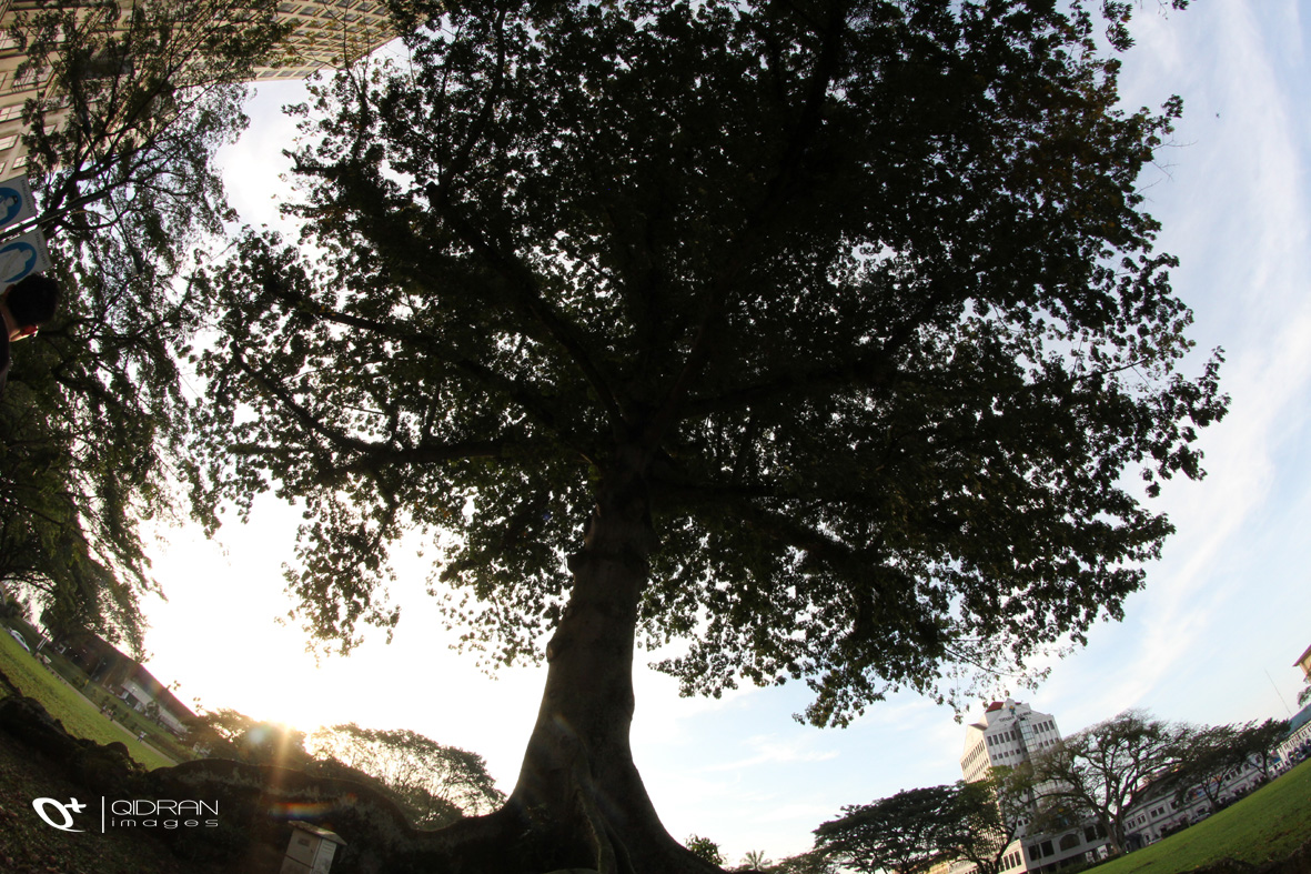qidr.an ©: Borneo trip 2013 | Kuching pt VI : Giant Kekabu Tree