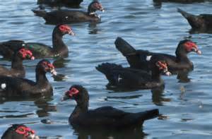 羅: 褐色菜鴨(Brown Tsaiya Duck) 和 番鴨（Muscovy, Cairina moschata）