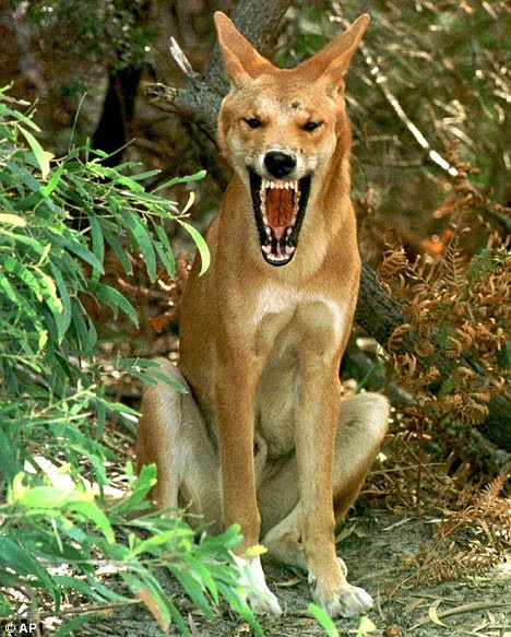 The animal zone: 'Seconds from death': Dingoes maul girl, three, as she ...