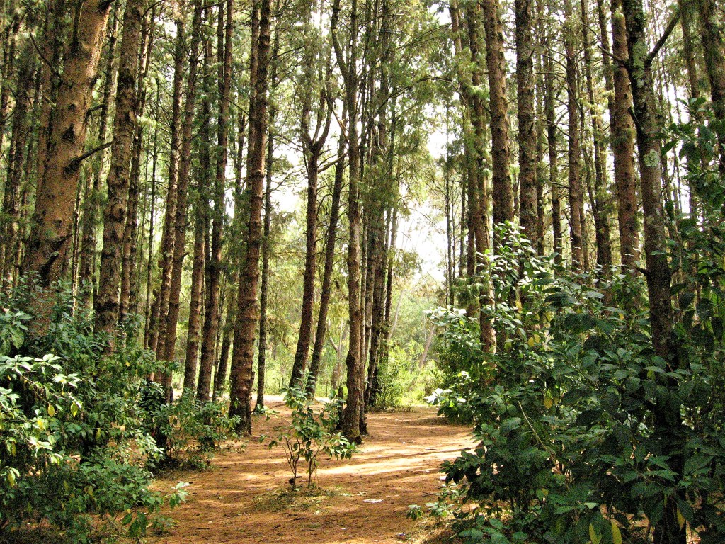 Tamilnadu Tourism: Pine Forest Shooting Spot, Ooty, Nilgiris