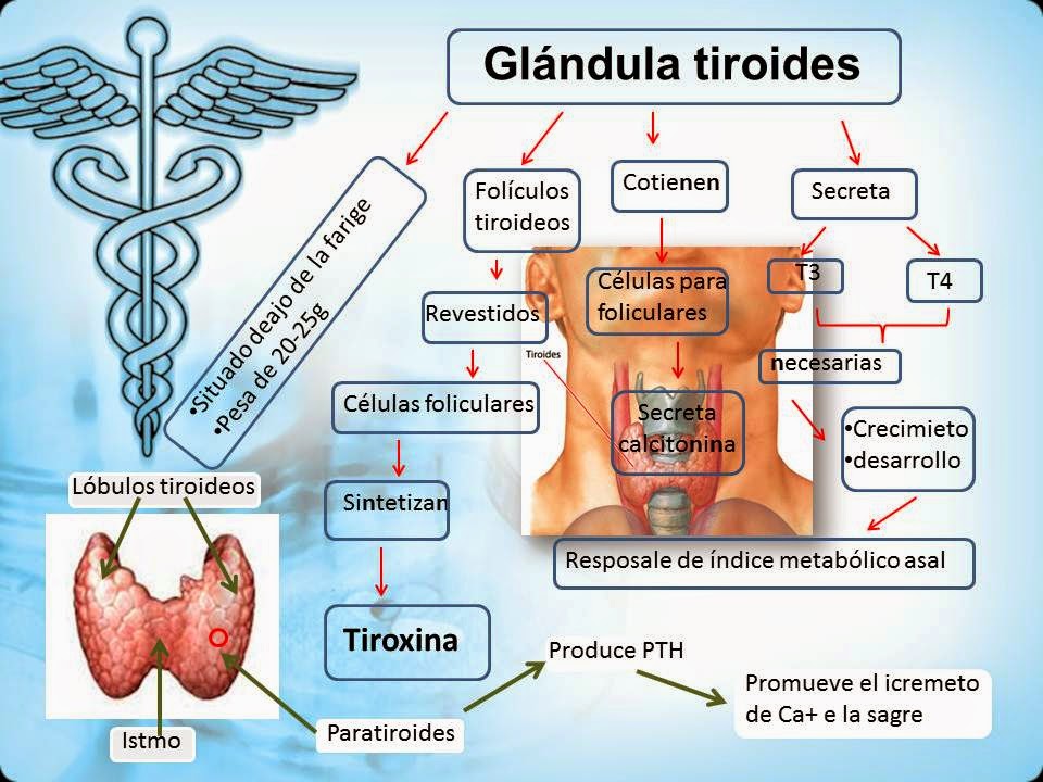 El Blog de Fisiologia de Karlos Edmundo Paliza Montes: GLÁNDULA TIROIDES