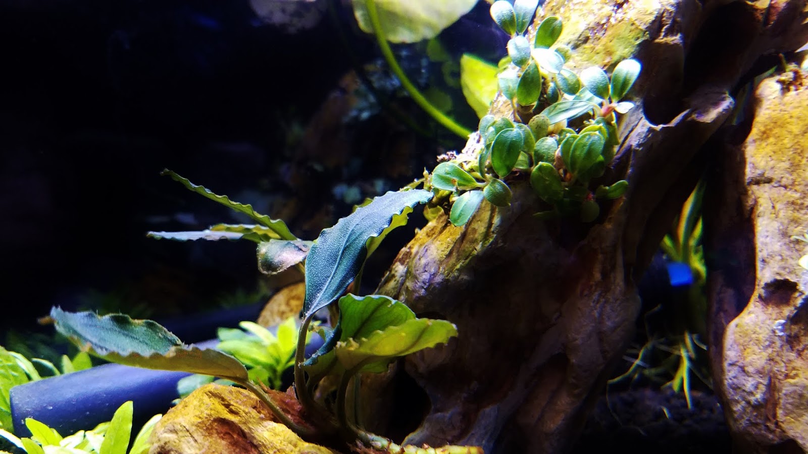 A GAMER'S WIFE: BUCEPHALANDRA CARE GUIDE | How to Plant, Grow ...