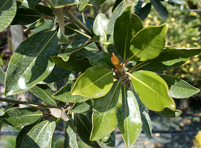 Hortus Italicus: Magnolia grandiflora 'Little Gem'