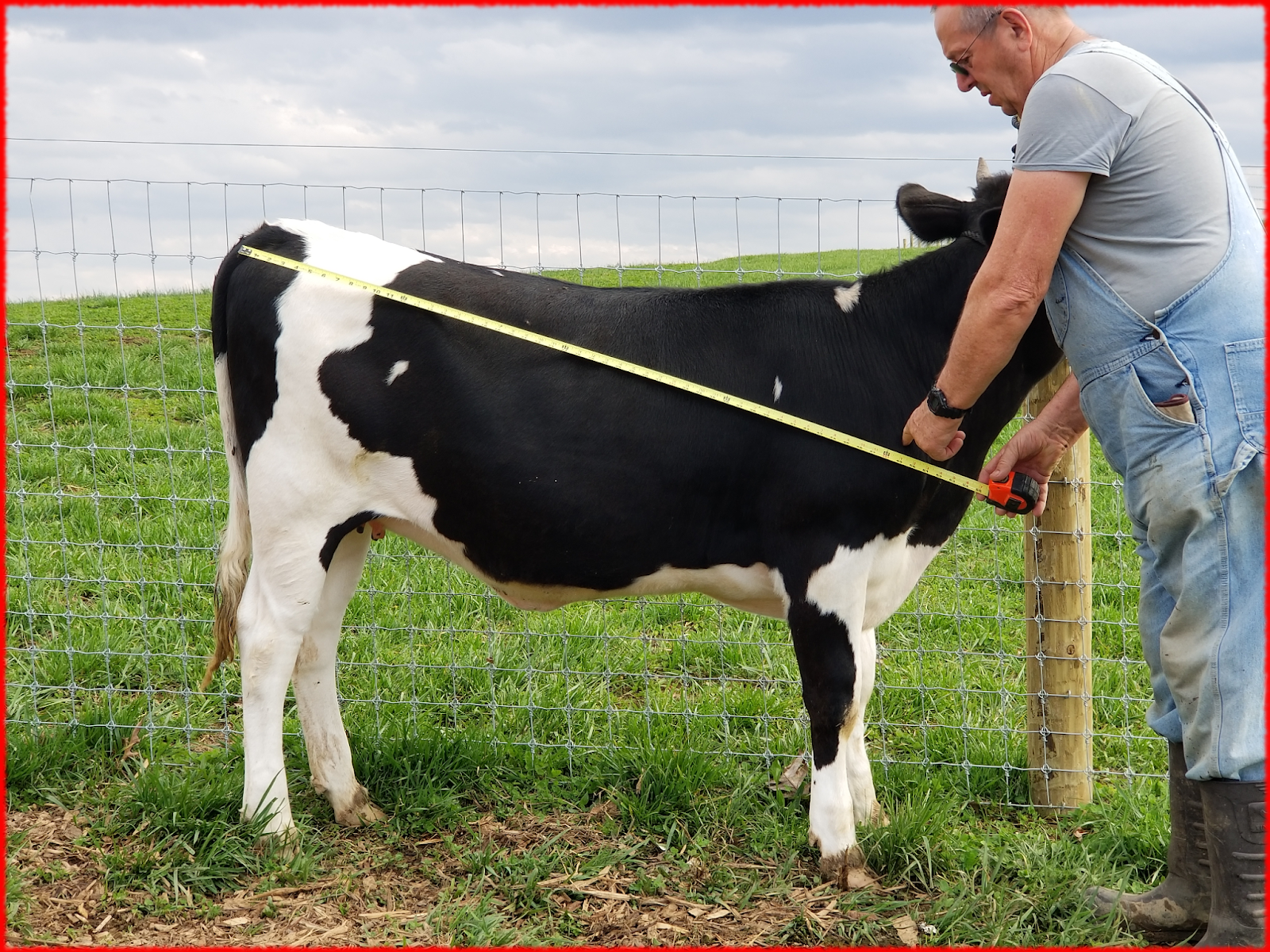 Confessions Of A Crazed Cattlewoman Weighing Cattle By Measurements confessions-of-a-crazed-cattlewoman-weighing-cattle-by-measurements